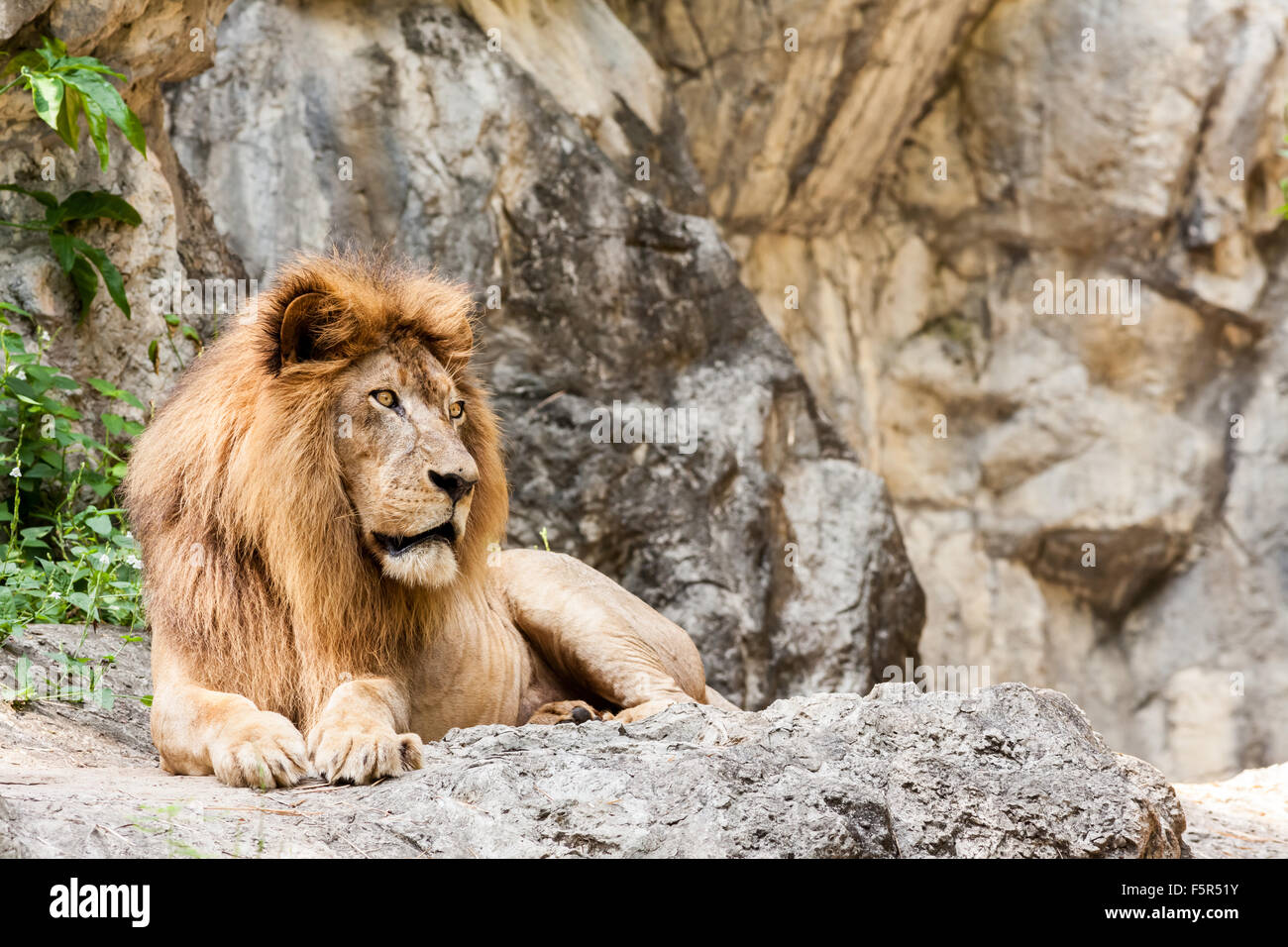 Löwe liegend -Fotos und -Bildmaterial in hoher Auflösung - Seite 7 - Alamy