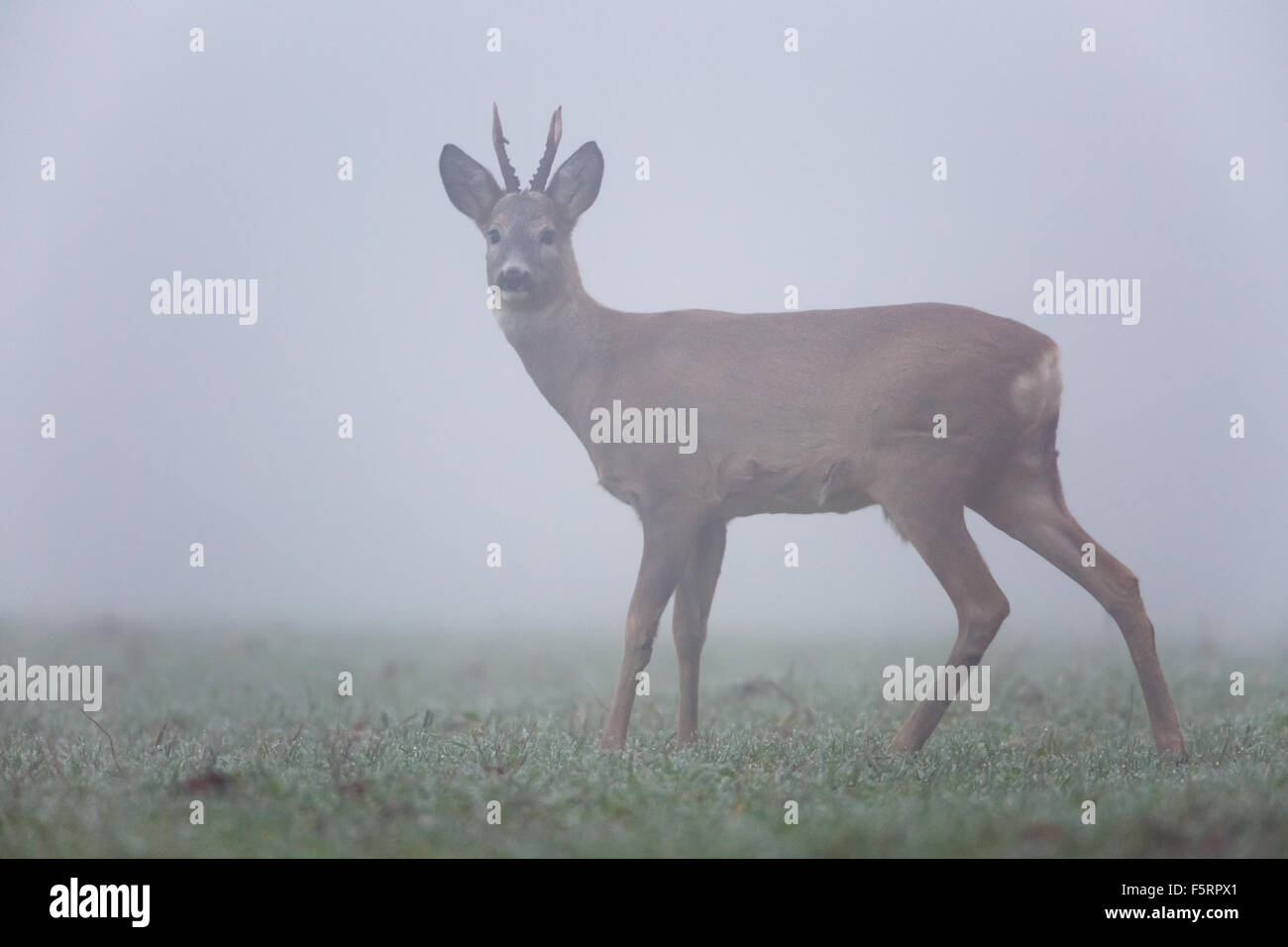 Rehe frühling -Fotos und -Bildmaterial in hoher Auflösung – Alamy
