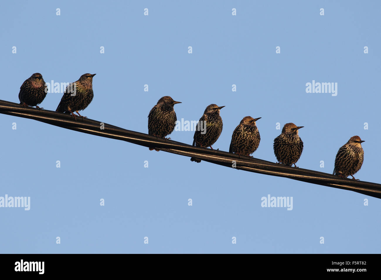 Gruppe von stare -Fotos und -Bildmaterial in hoher Auflösung – Alamy