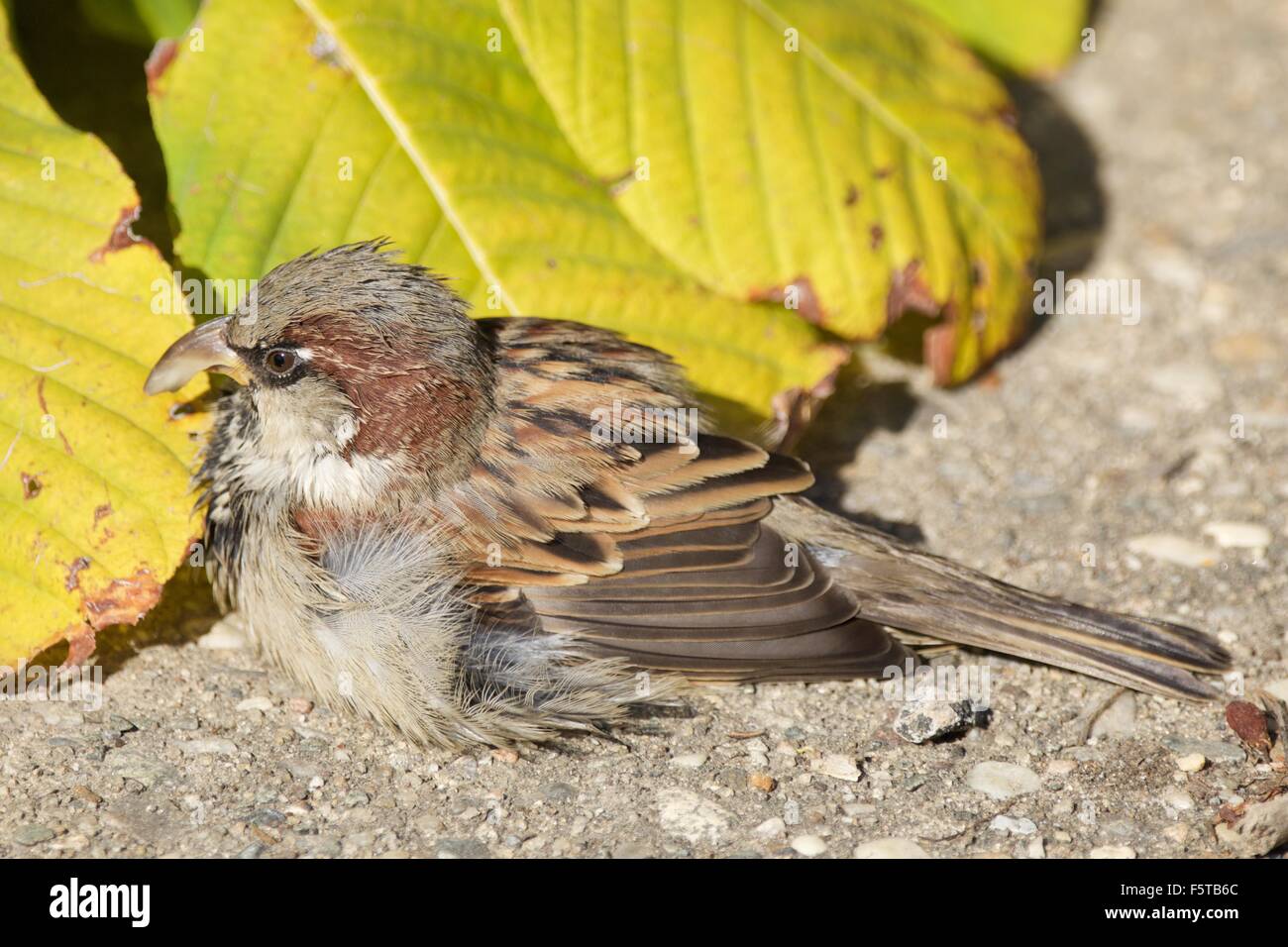 Spatz mit Extra langen, gekrümmten Schnabel auf dem Boden sitzend ...
