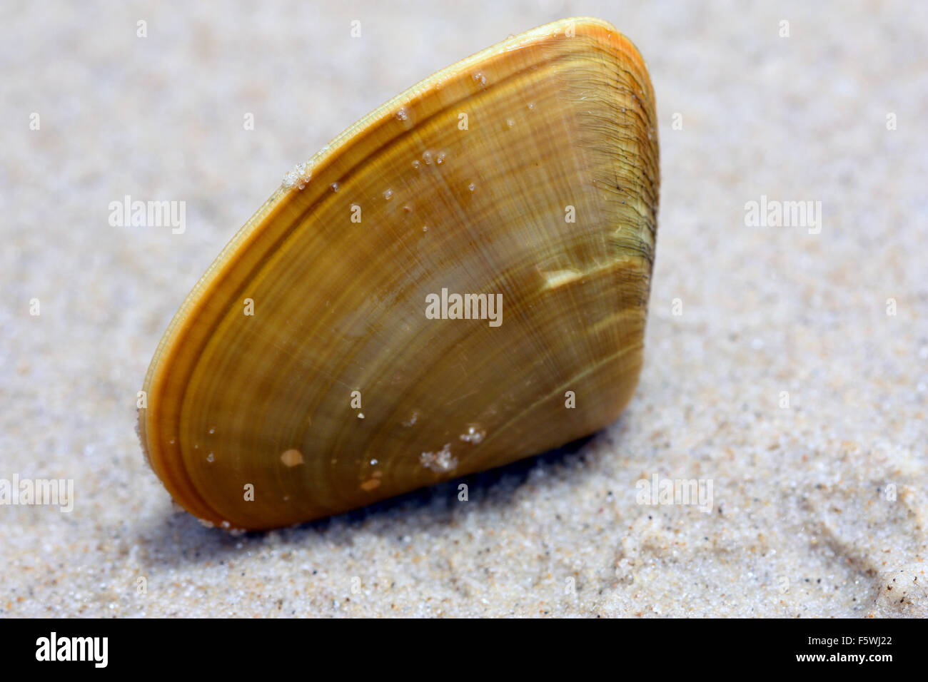 Pipis shell -Fotos und -Bildmaterial in hoher Auflösung – Alamy