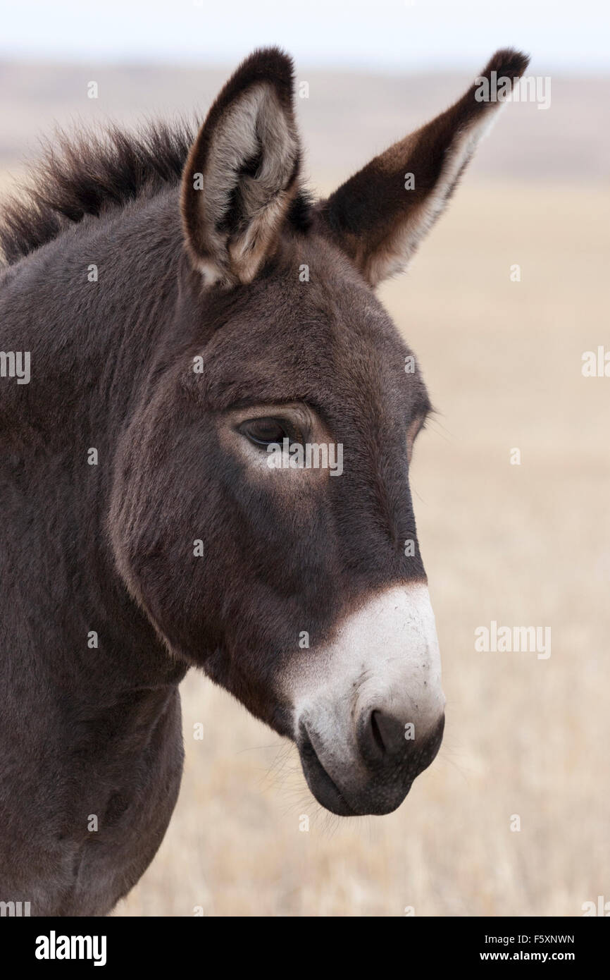 Esel Gesicht auf einem Feld auf einer kanadischen Farm, Saskatchewan ...