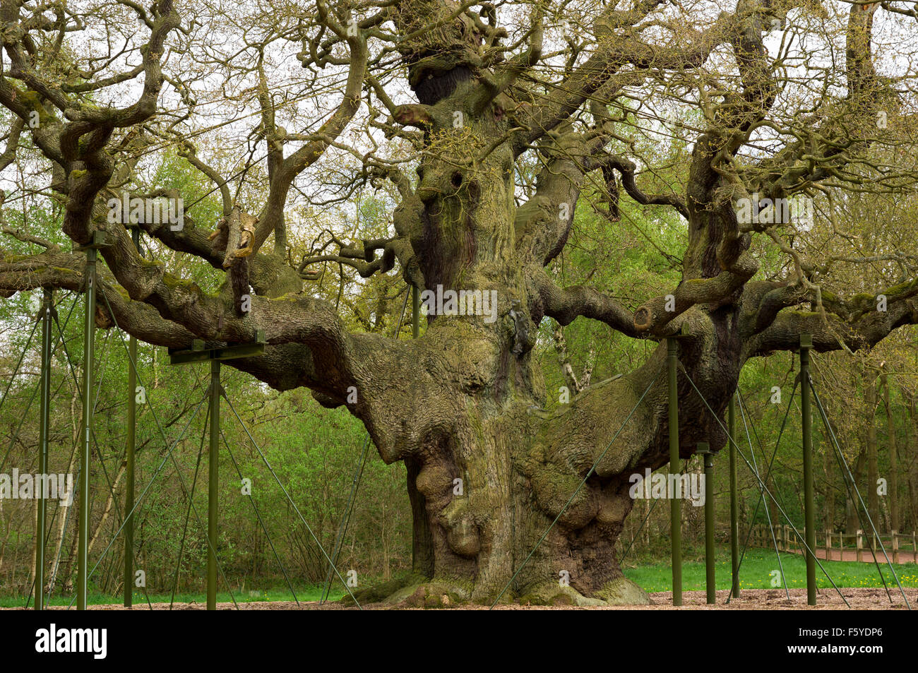 Nottingham Forest, Robin Hood Land, Eiche, große Eiche, Nottingham ...