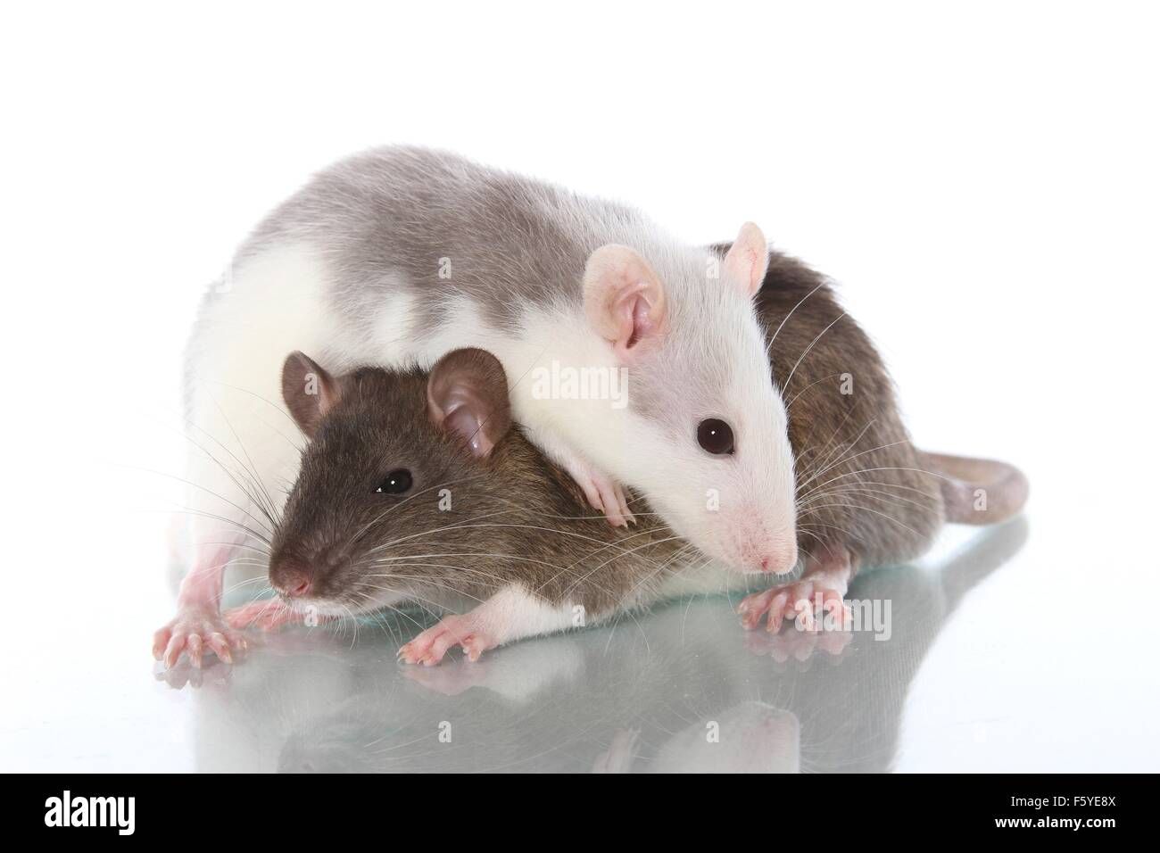 Husky ratten -Fotos und -Bildmaterial in hoher Auflösung – Alamy