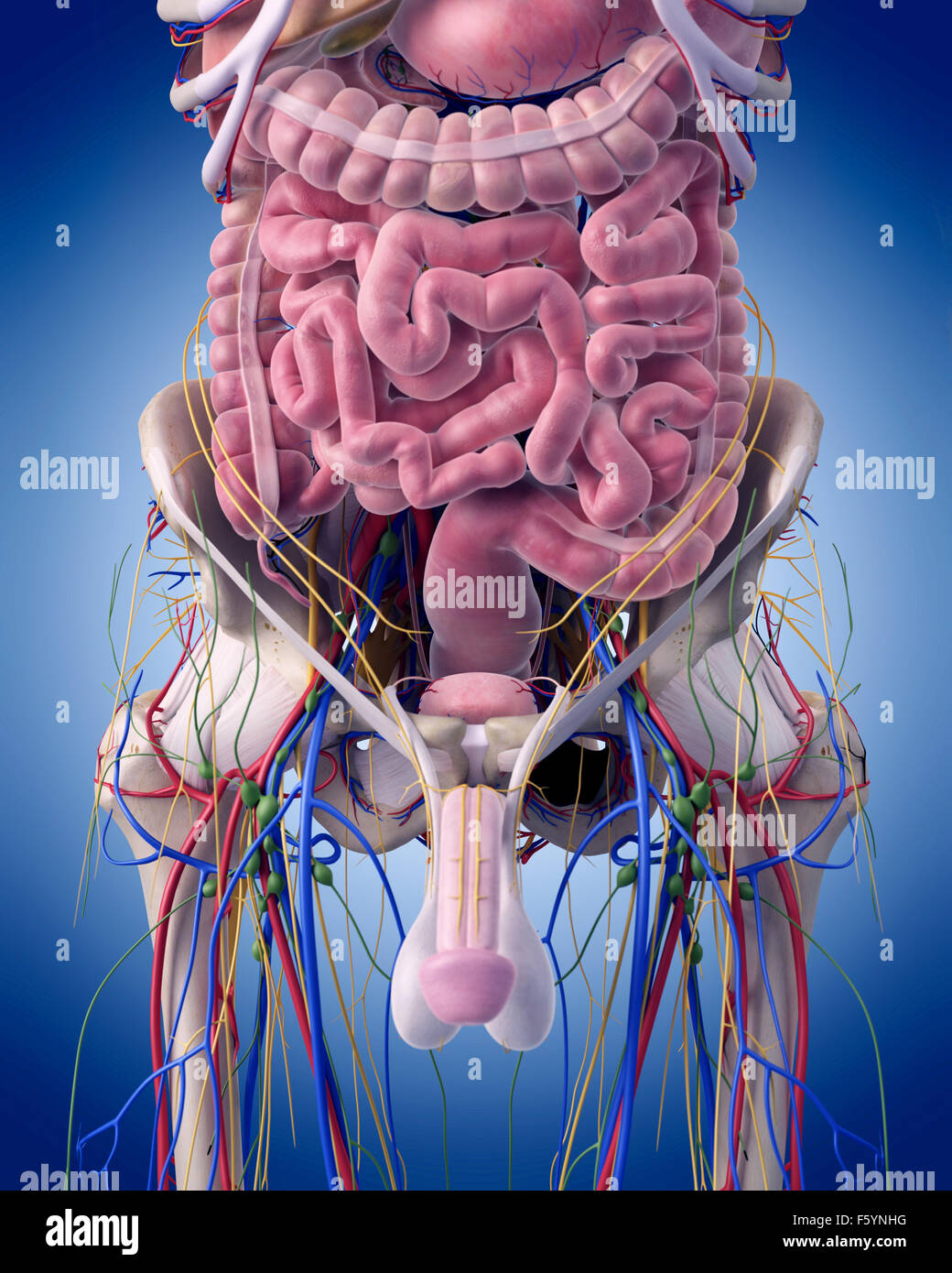 3d abdomen abdominal anatomical -Fotos und -Bildmaterial in hoher ...