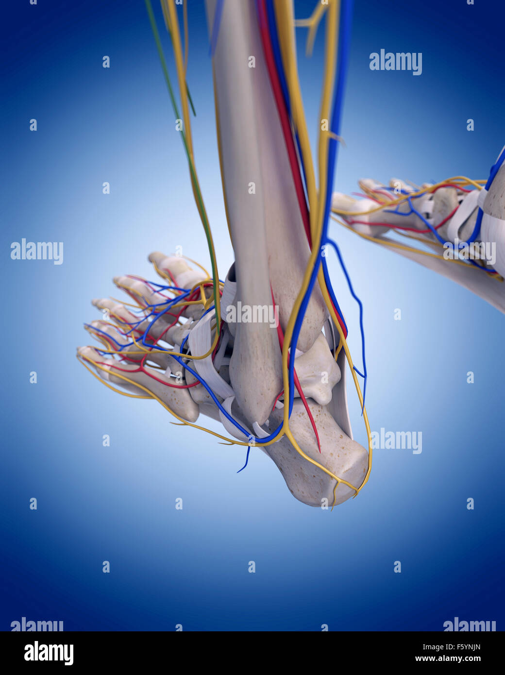 Menschliche fußnerven -Fotos und -Bildmaterial in hoher Auflösung – Alamy