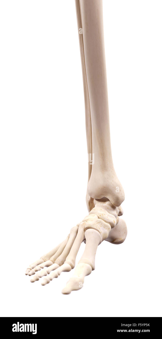 Knochen anatomisch -Fotos und -Bildmaterial in hoher Auflösung – Alamy