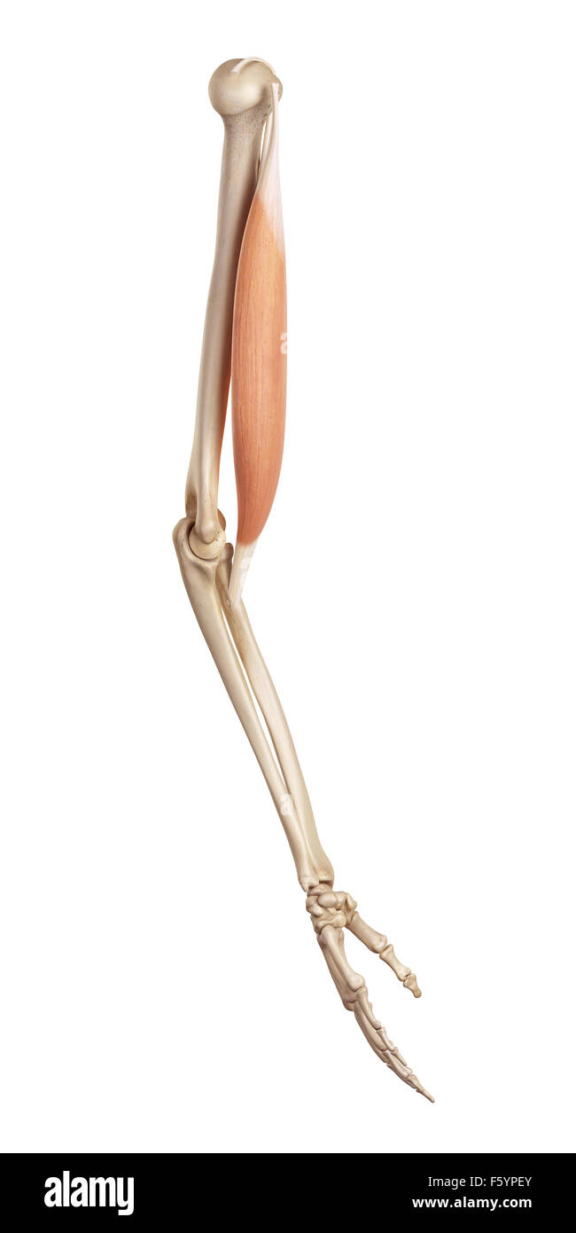 Bizeps anatomie Ausgeschnittene Stockfotos und -bilder - Alamy