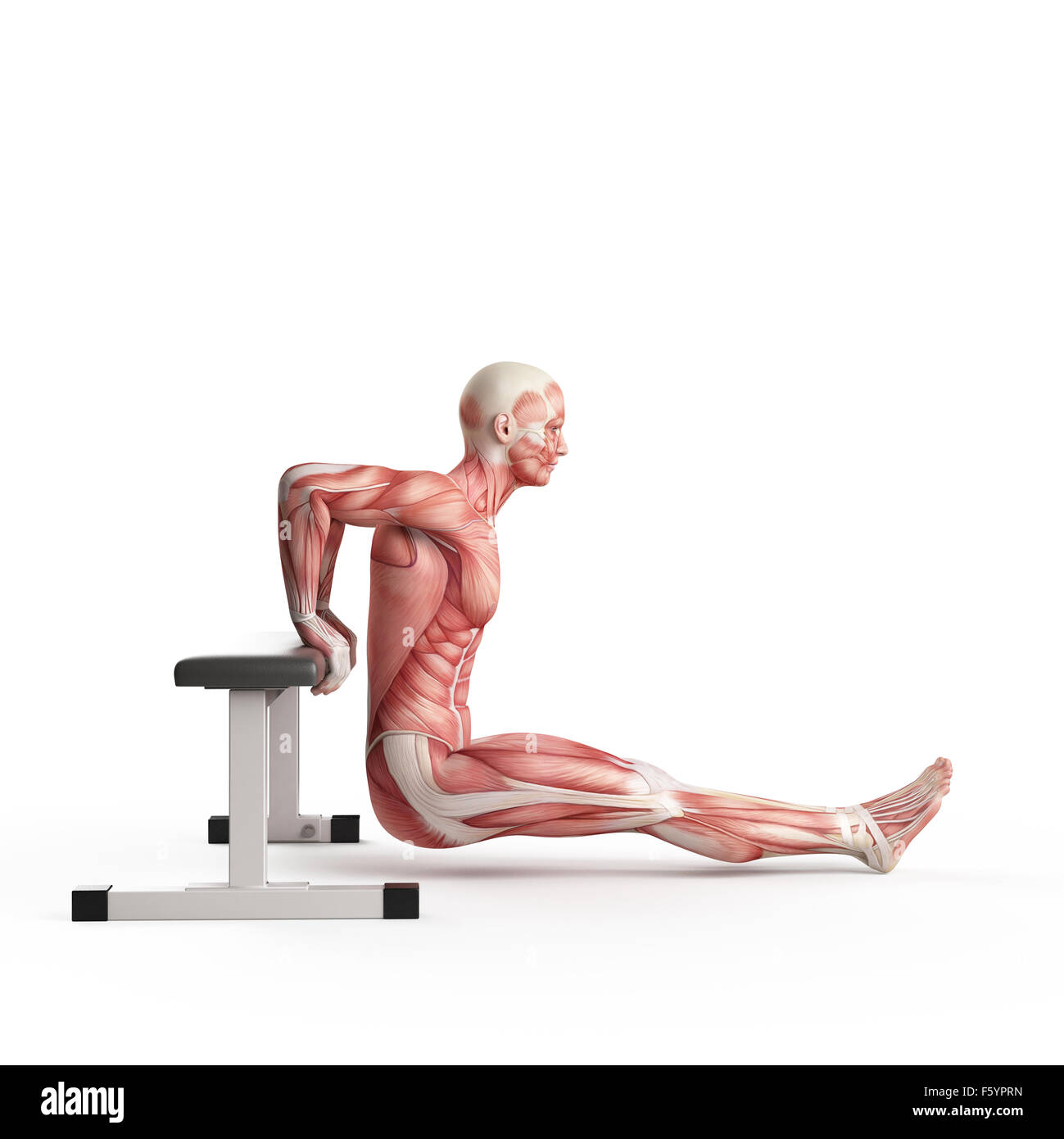 Triceps dip -Fotos und -Bildmaterial in hoher Auflösung – Alamy