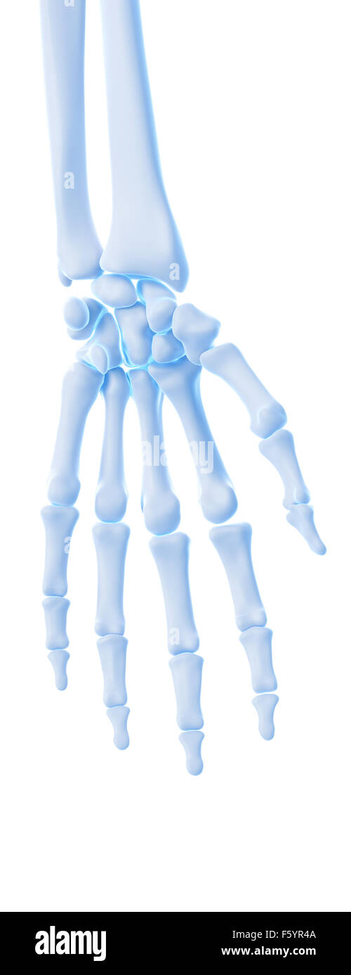 Skelett hand Ausgeschnittene Stockfotos und -bilder - Alamy