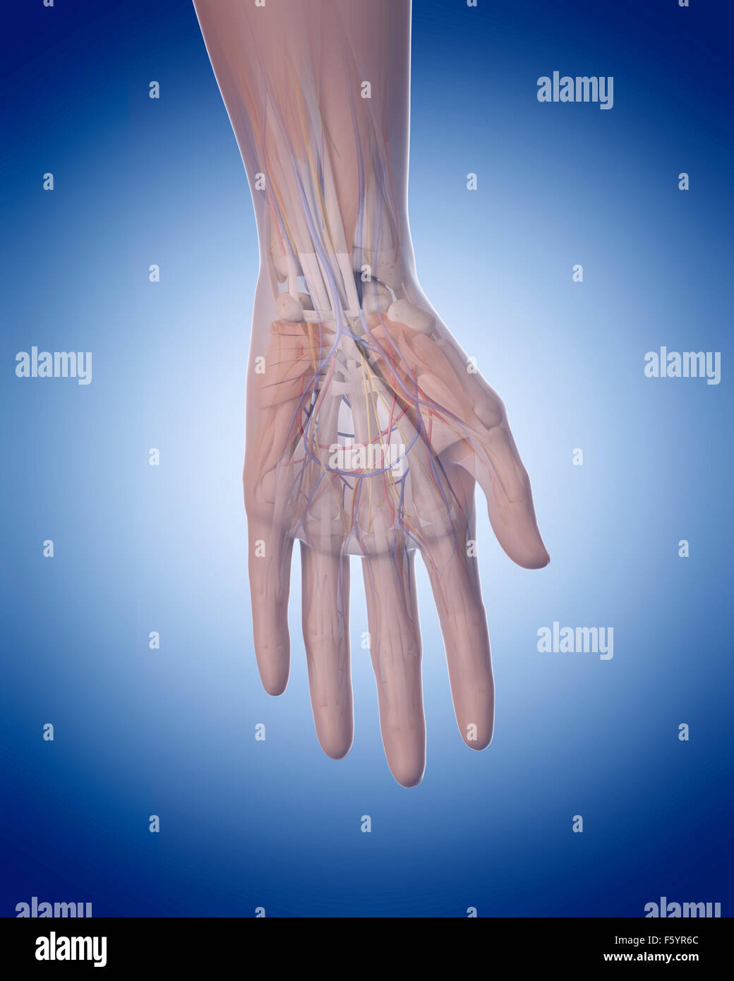 Hand arm anatomie -Fotos und -Bildmaterial in hoher Auflösung – Alamy
