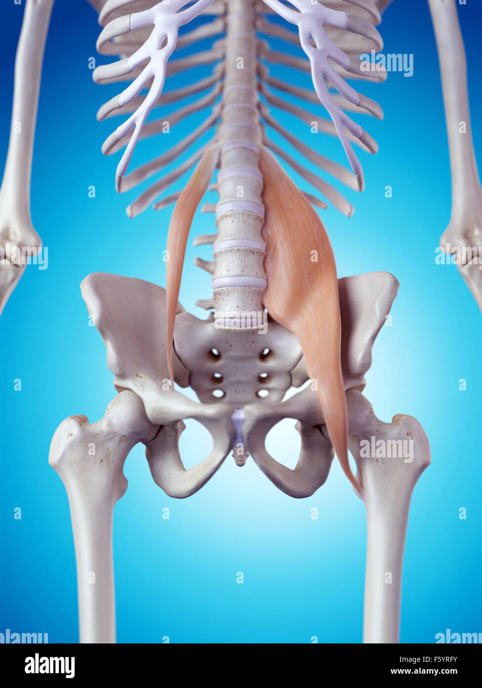 medizinisch genaue Abbildung der Psoas Muskeln Stockfotografie - Alamy