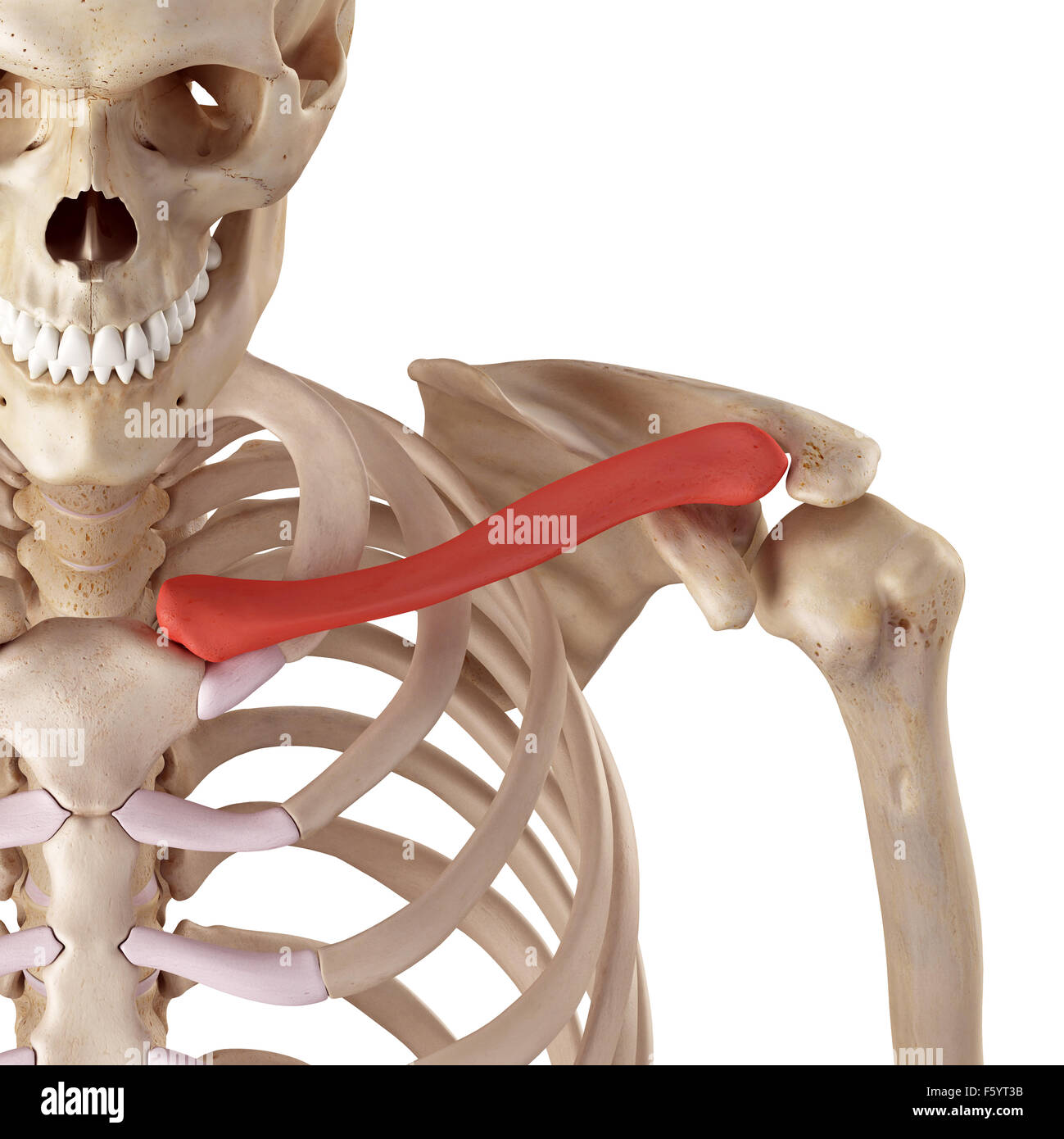 medizinische genaue Abbildung der Klavikula Stockfotografie - Alamy