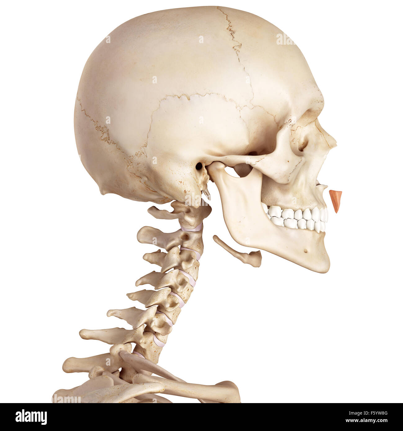 Depressor septi nasi -Fotos und -Bildmaterial in hoher Auflösung – Alamy