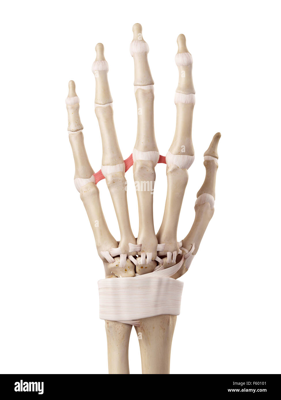 Ligamentos metacarpianos transversales -Fotos und -Bildmaterial in ...