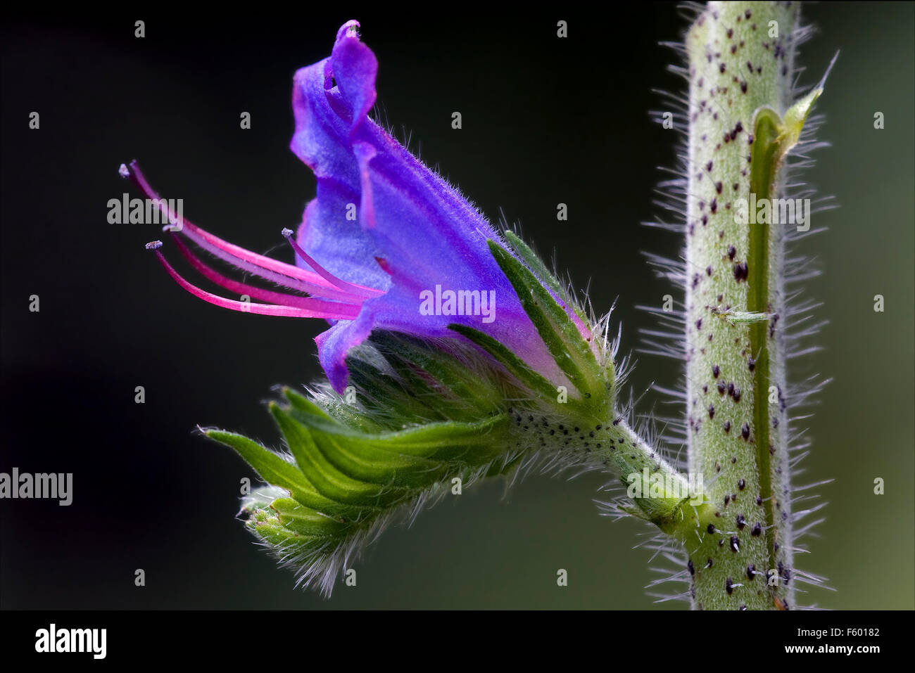 violette Blume Prunella Vulgaris Lippenblütler Prunella Grandiflora ...