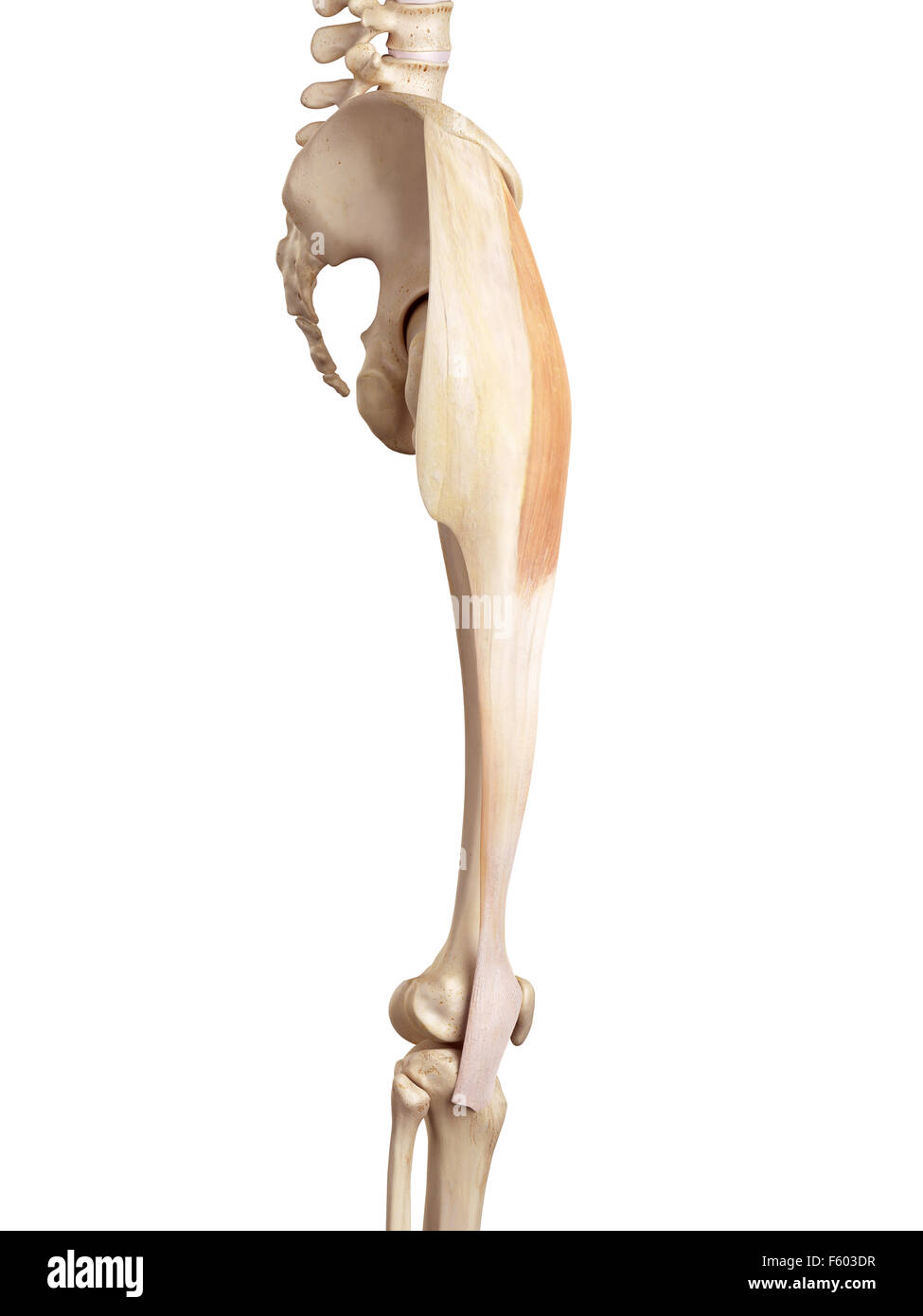 Músculo tensor de fascia lata anatomía -Fotos und -Bildmaterial in ...