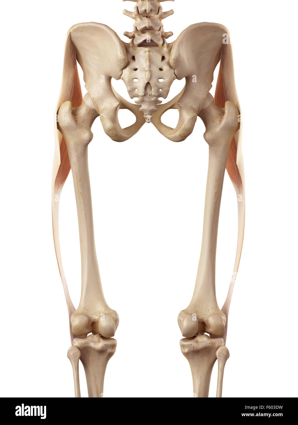 Músculo tensor de fascia lata anatomía -Fotos und -Bildmaterial in ...