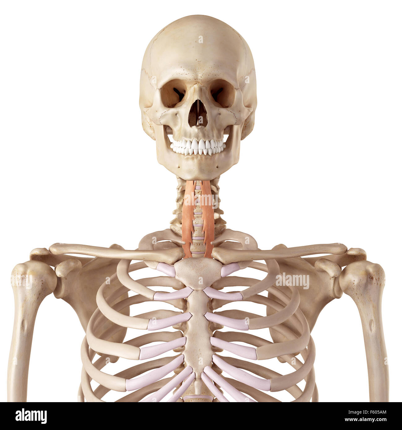 Longus colli muskel -Fotos und -Bildmaterial in hoher Auflösung – Alamy