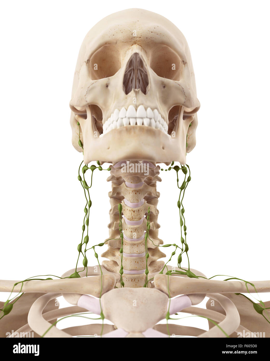 Cervical lymph nodes -Fotos und -Bildmaterial in hoher Auflösung – Alamy