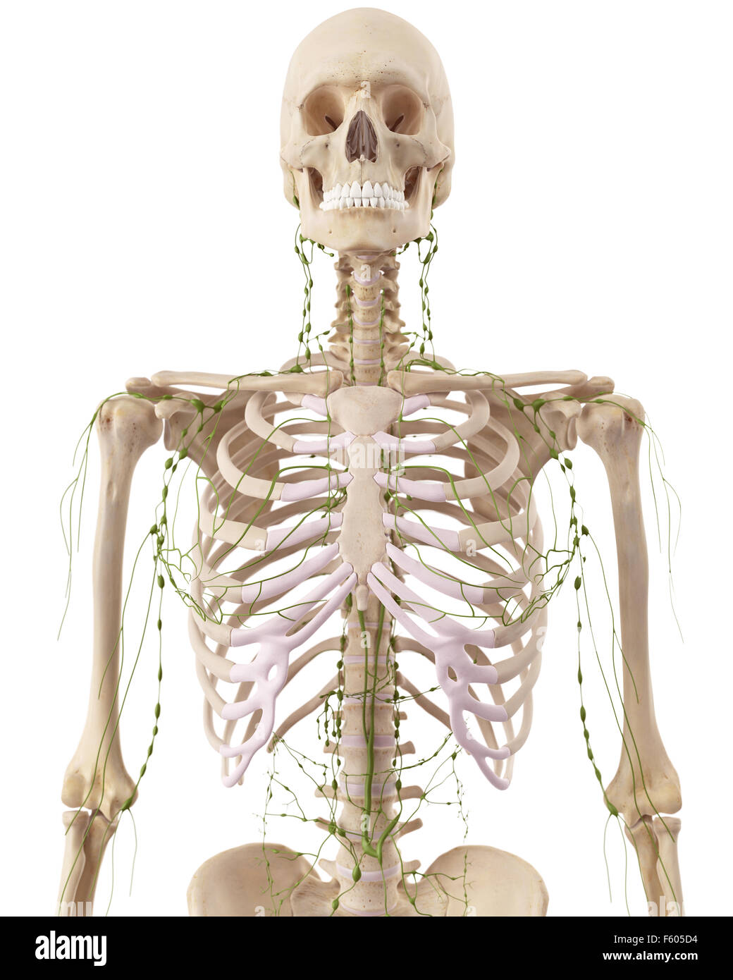 Lymphatic system -Fotos und -Bildmaterial in hoher Auflösung – Alamy
