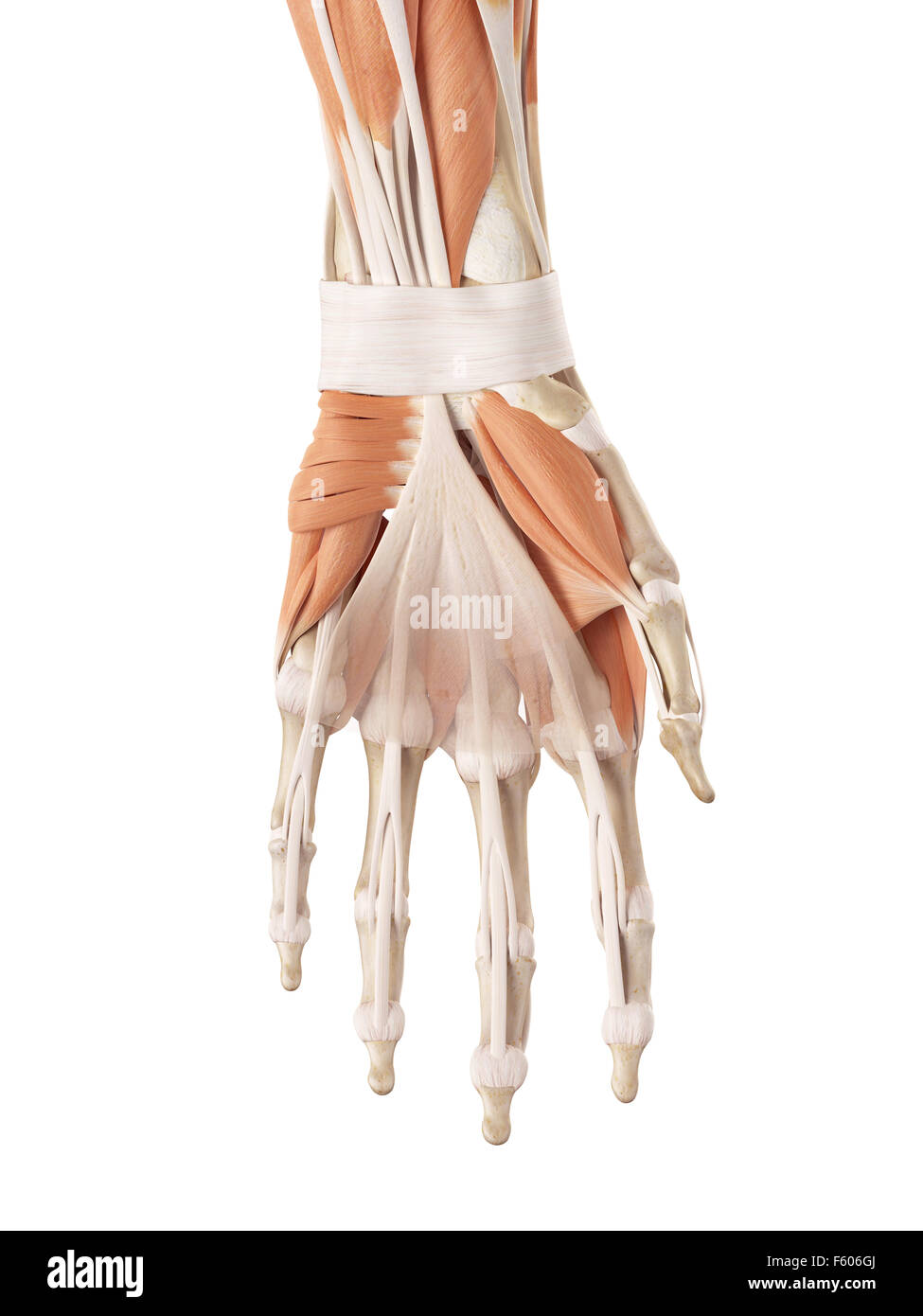 Hand anatomie muskeln illustration -Fotos und -Bildmaterial in hoher ...