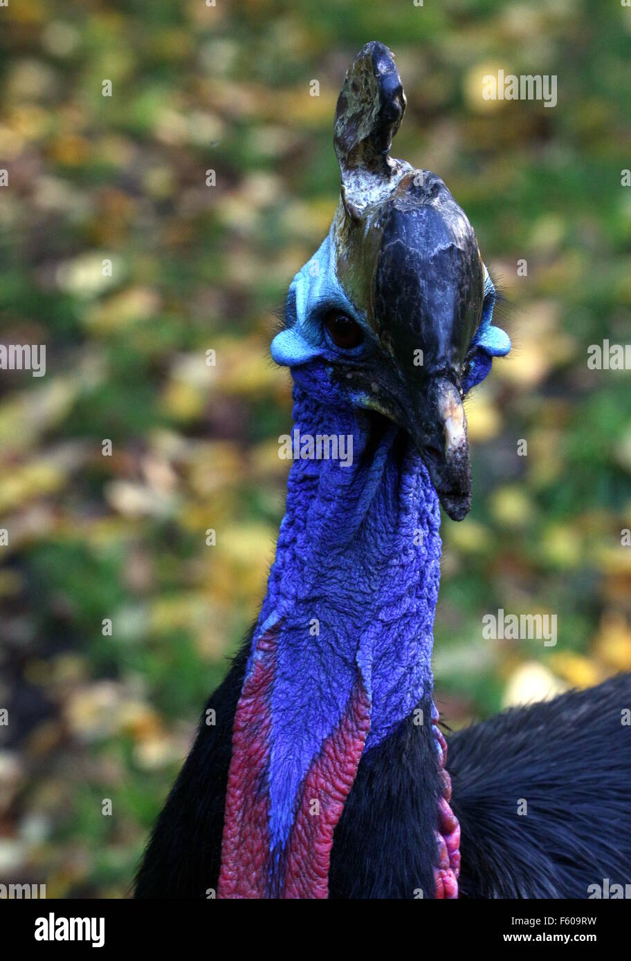 Kasuar kopf -Fotos und -Bildmaterial in hoher Auflösung – Alamy