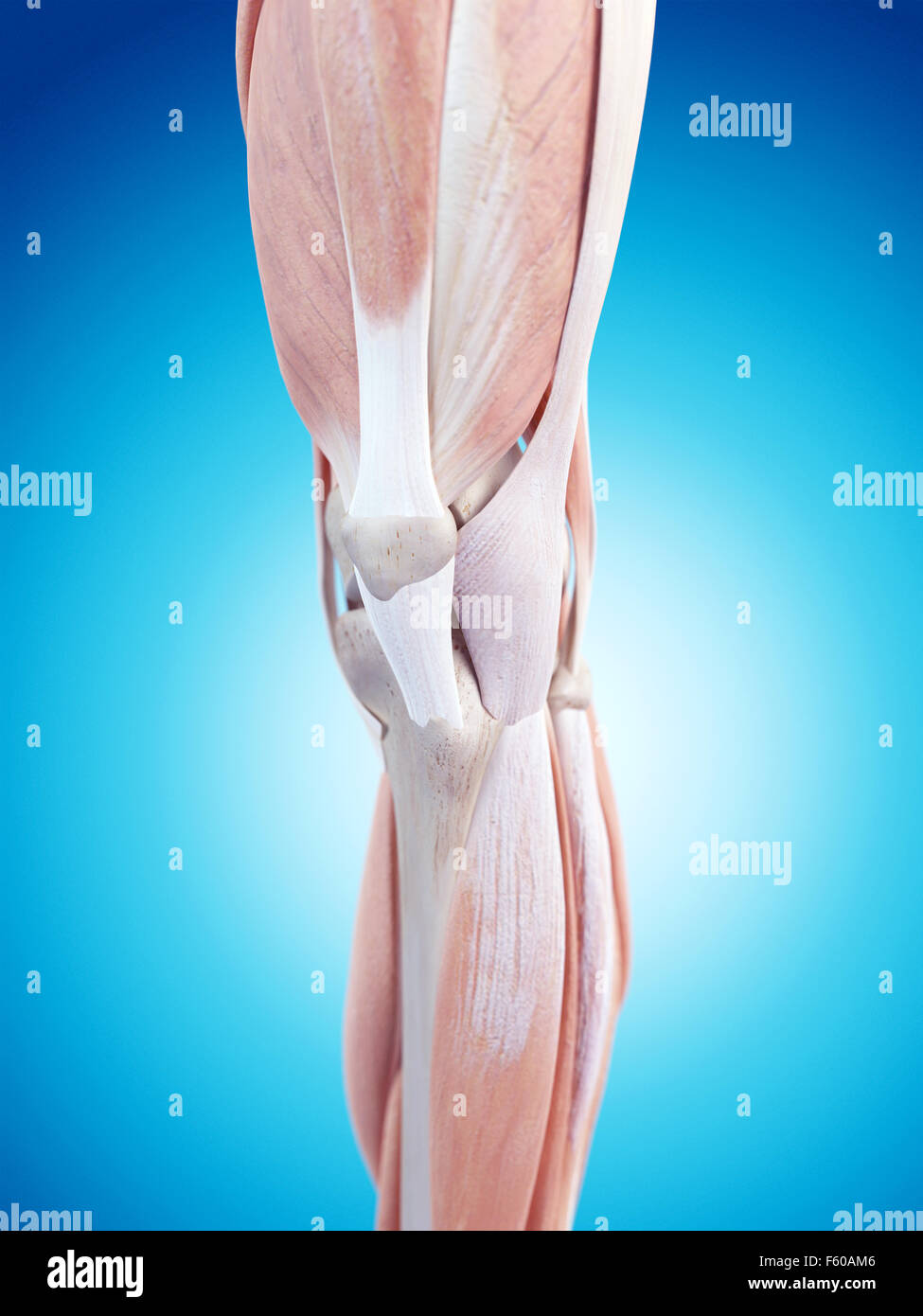 Knie anatomie -Fotos und -Bildmaterial in hoher Auflösung – Alamy