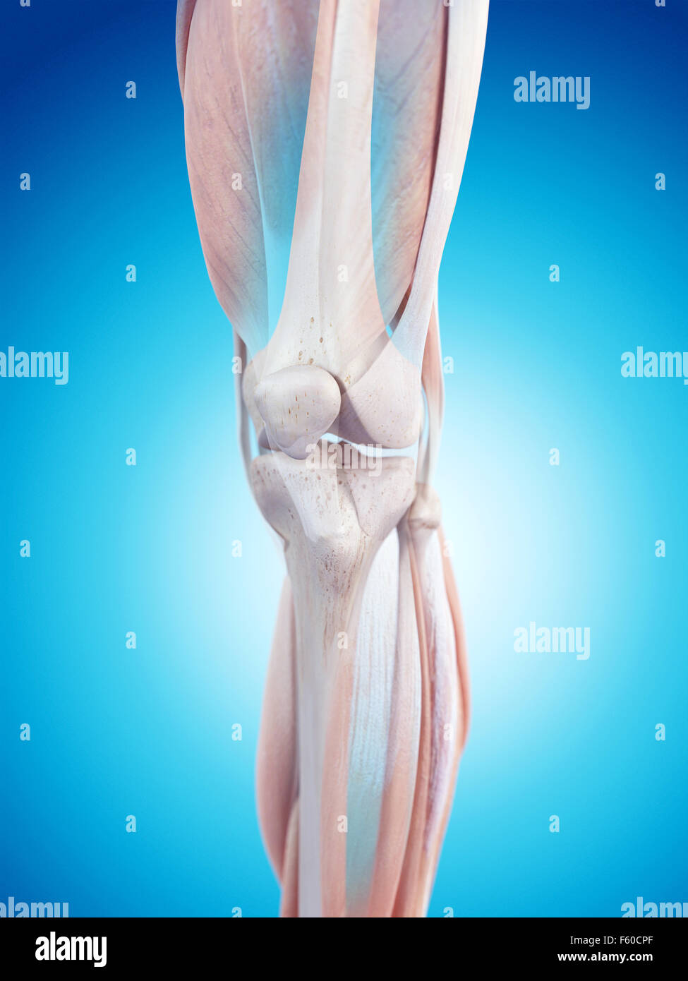 Anatomie muskulatur bein -Fotos und -Bildmaterial in hoher Auflösung ...