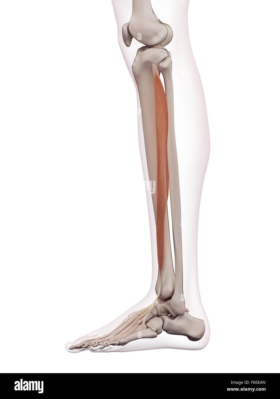 Extensor digitorum longus -Fotos und -Bildmaterial in hoher Auflösung ...