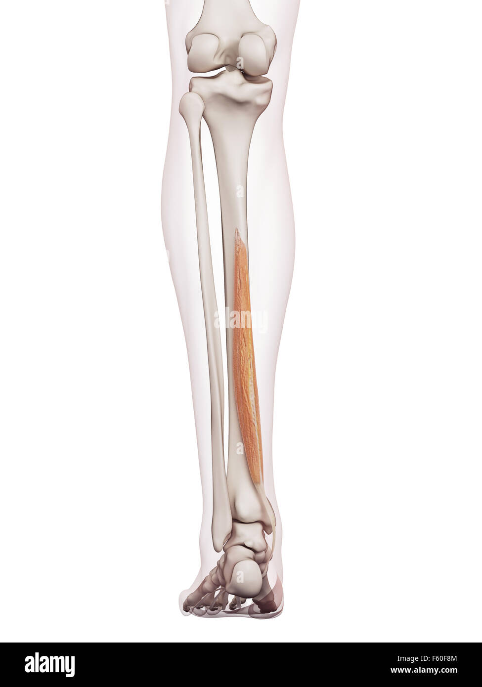 Flexor digitorum longus -Fotos und -Bildmaterial in hoher Auflösung – Alamy