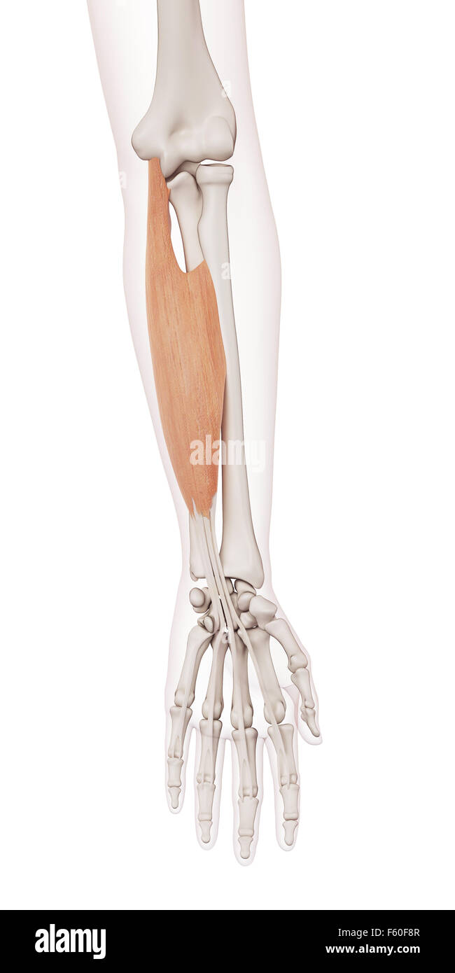Flexor digitorum superficialis muscle -Fotos und -Bildmaterial in hoher ...