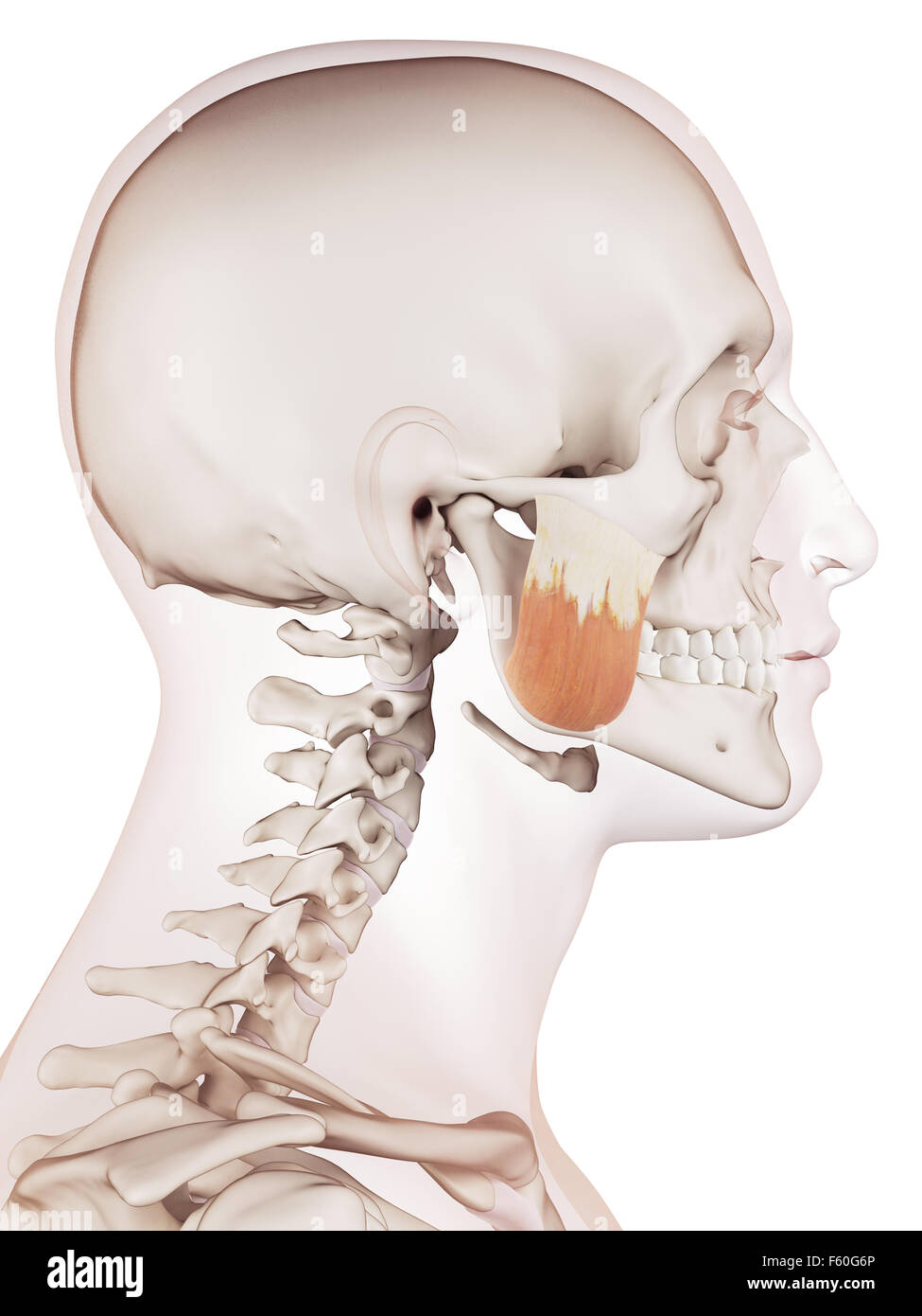 Musculus masseter Stockfotos und -bilder Kaufen - Alamy
