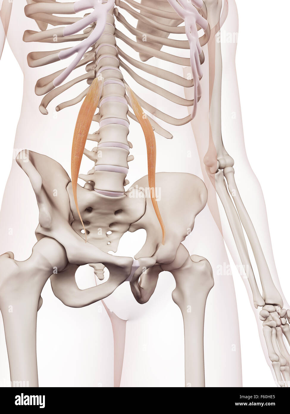 Psoas Muscle Stockfotos und -bilder Kaufen - Alamy