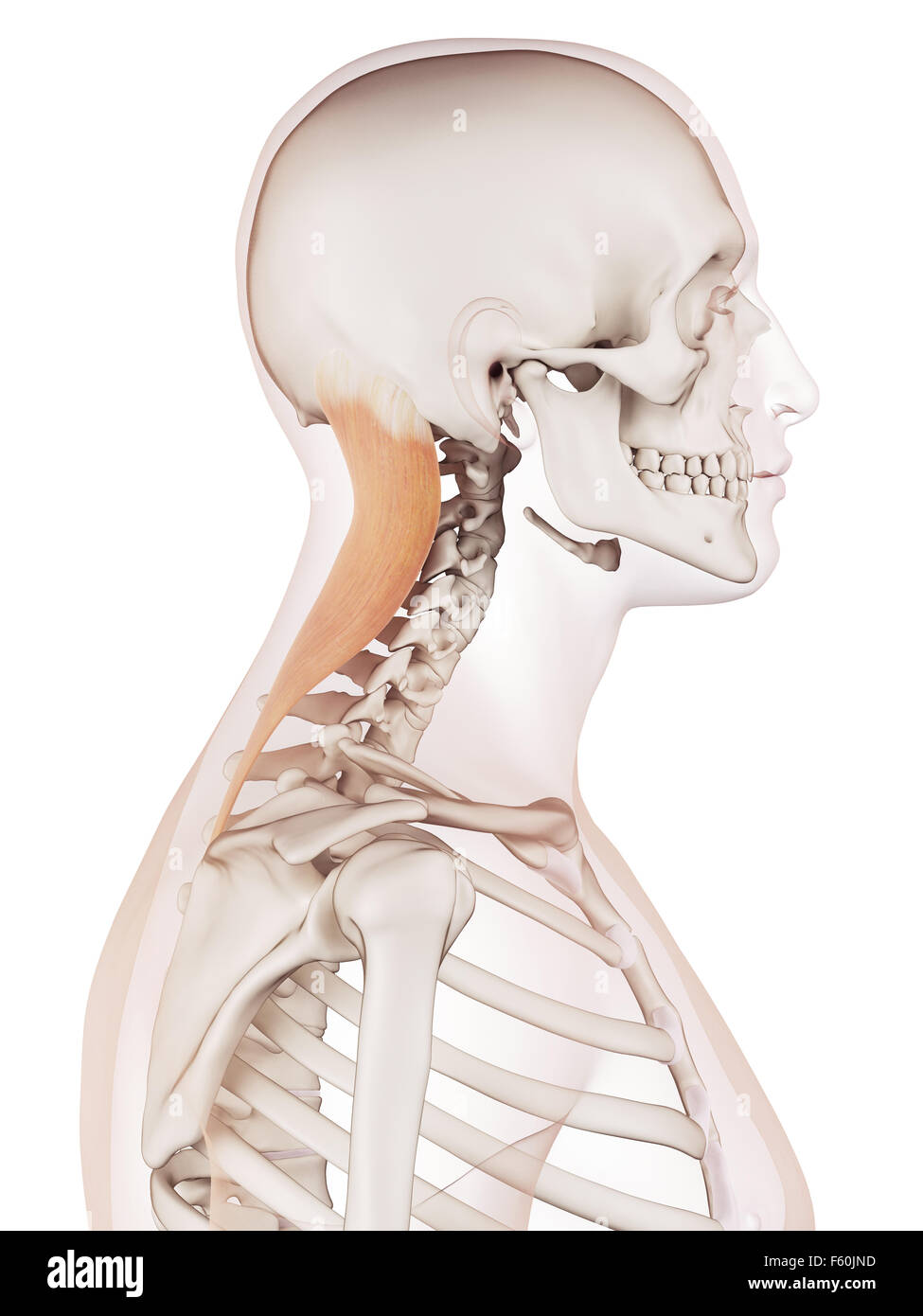 Splenius muscle -Fotos und -Bildmaterial in hoher Auflösung – Alamy