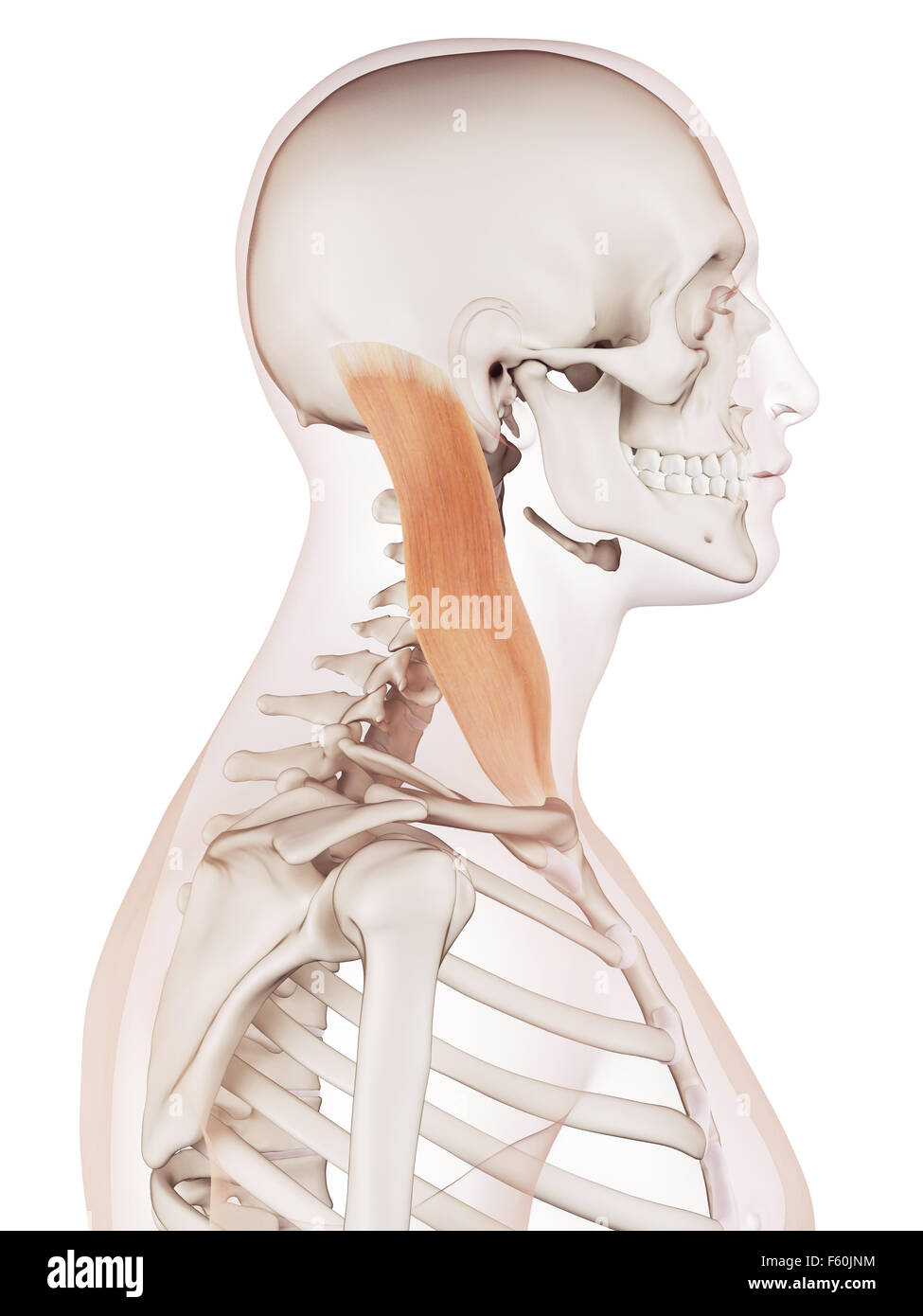medizinisch genaue Muskel Illustration der sternocleidomastoideus ...