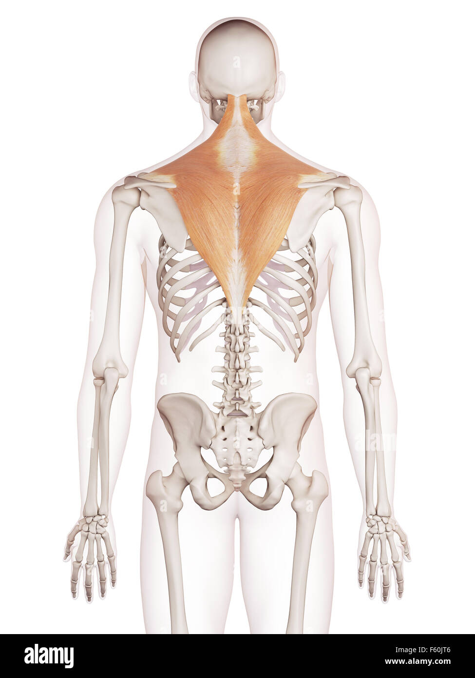 Trapezius anatomía muscular Ausgeschnittene Stockfotos und -bilder - Alamy