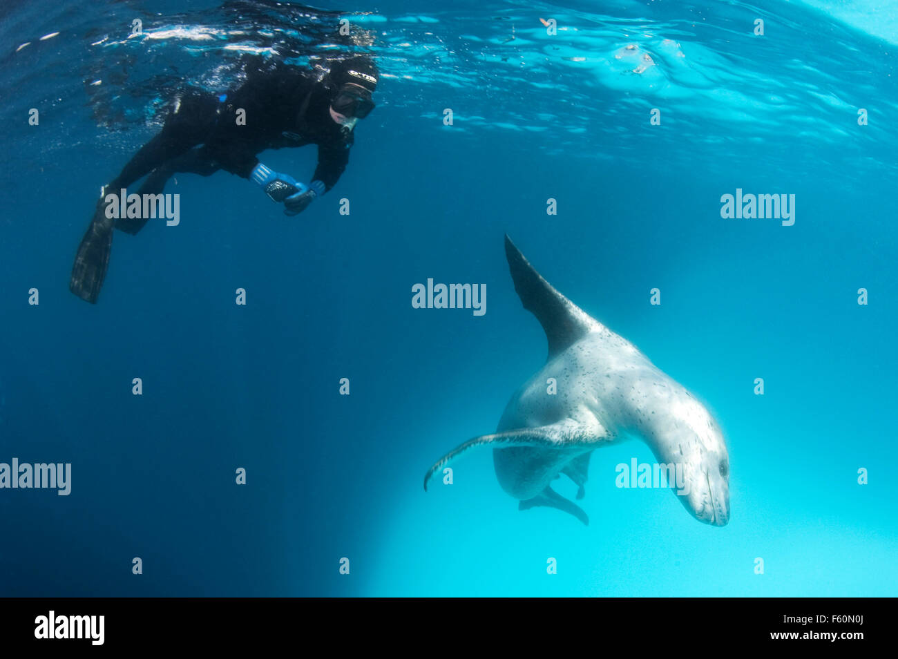 Seeleopard und Taucher Stockfotografie - Alamy