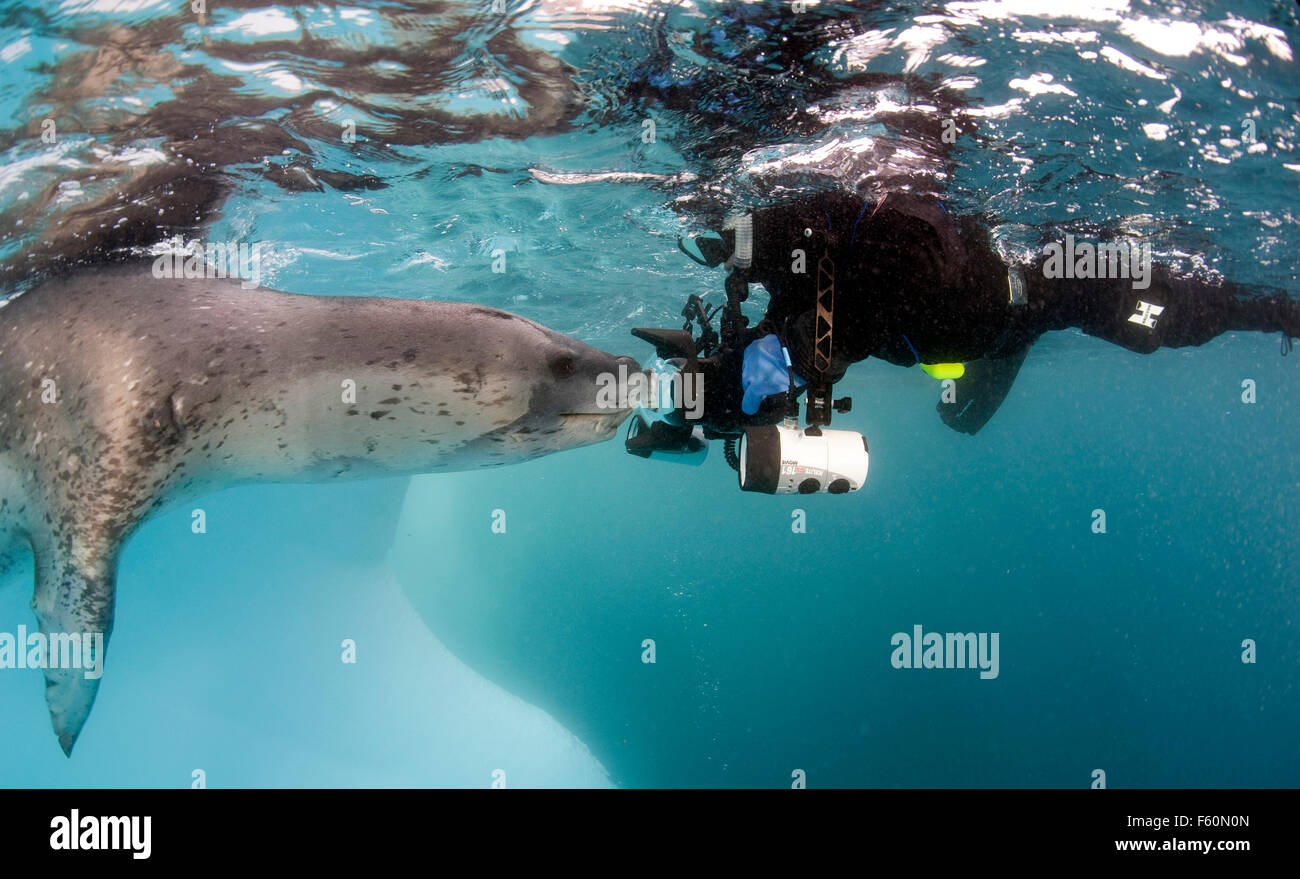 Seeleopard und Taucher Stockfotografie - Alamy