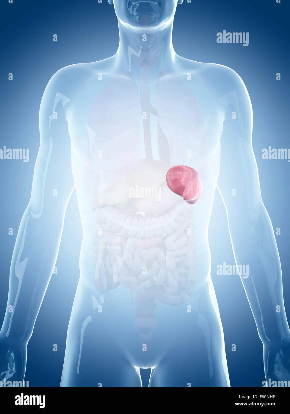 Anatomia della milza -Fotos und -Bildmaterial in hoher Auflösung – Alamy