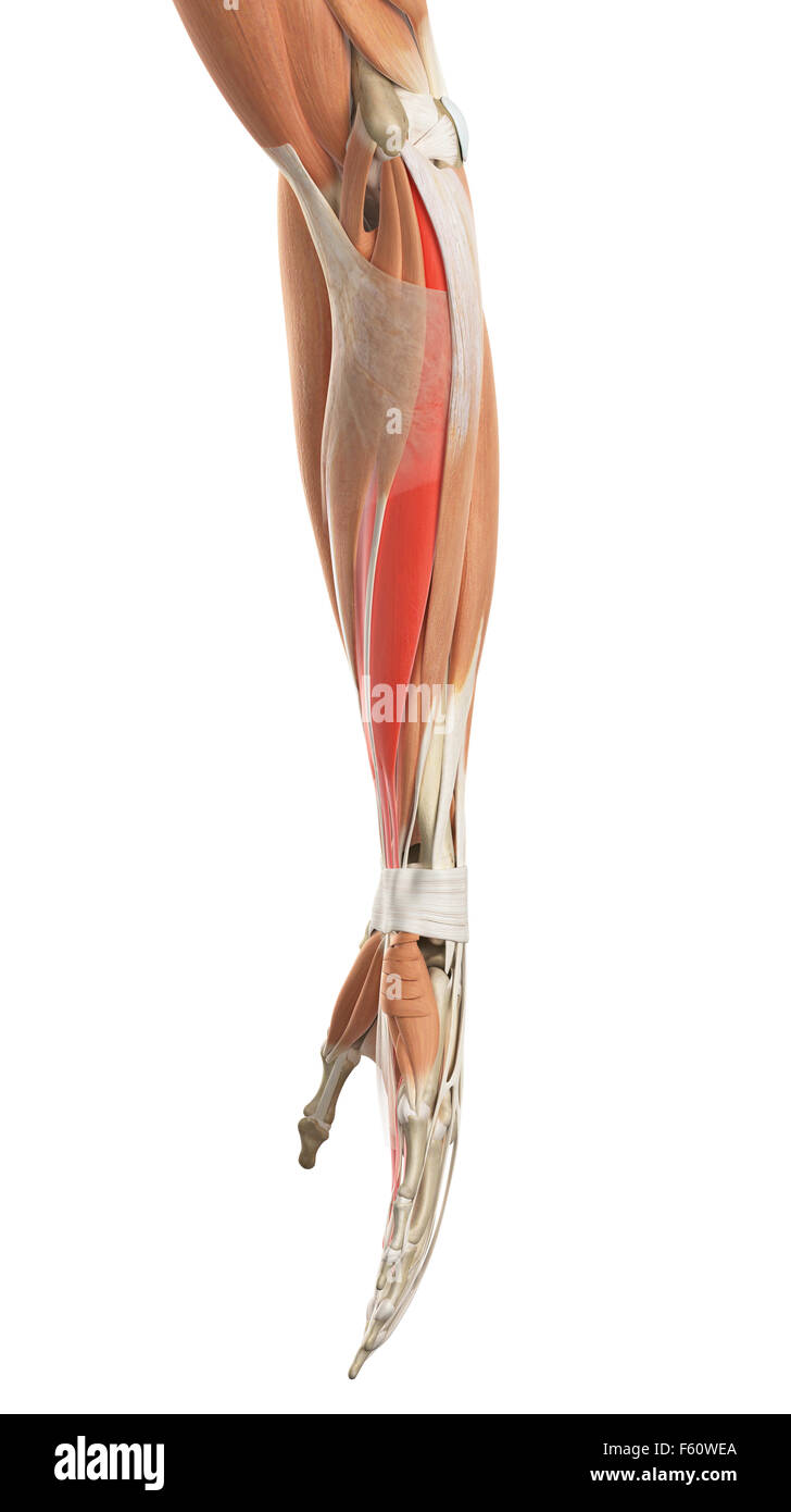Flexor digitorum superficialis muscle -Fotos und -Bildmaterial in hoher ...