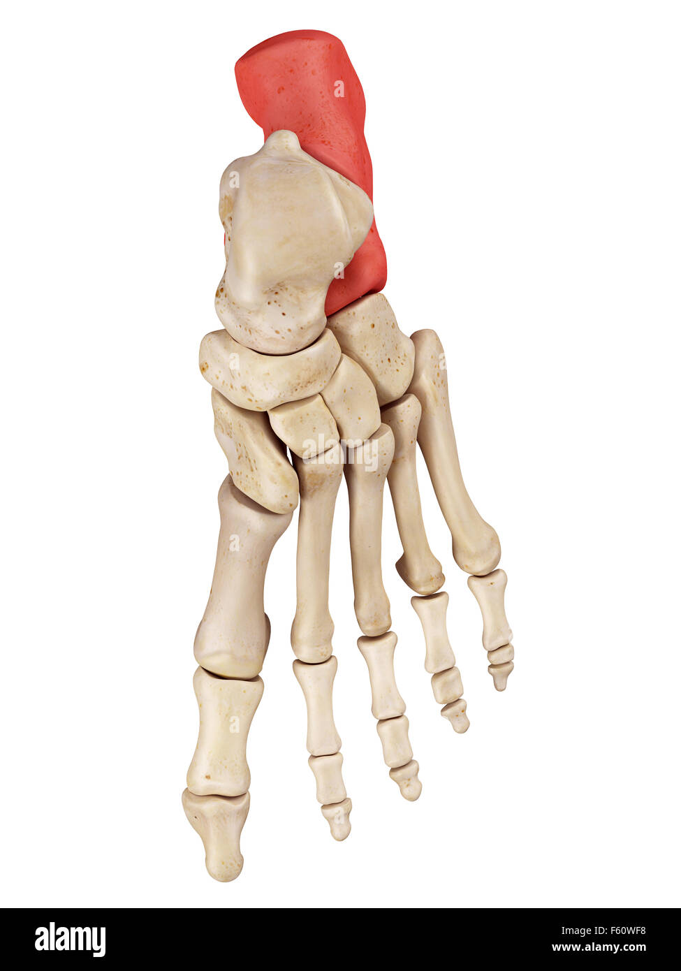Ankle bone -Fotos und -Bildmaterial in hoher Auflösung - Seite 2 - Alamy