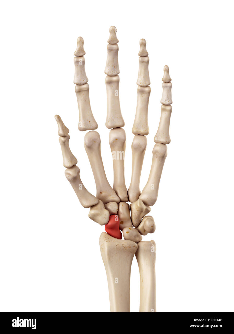 medizinische genaue Darstellung der das Kahnbein Stockfotografie - Alamy