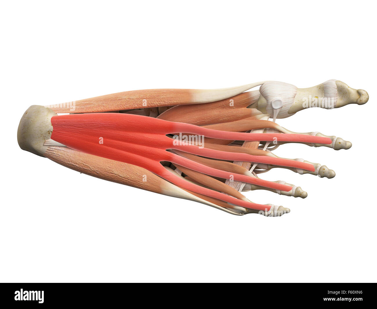 Musculus flexor digitorum brevis -Fotos und -Bildmaterial in hoher ...