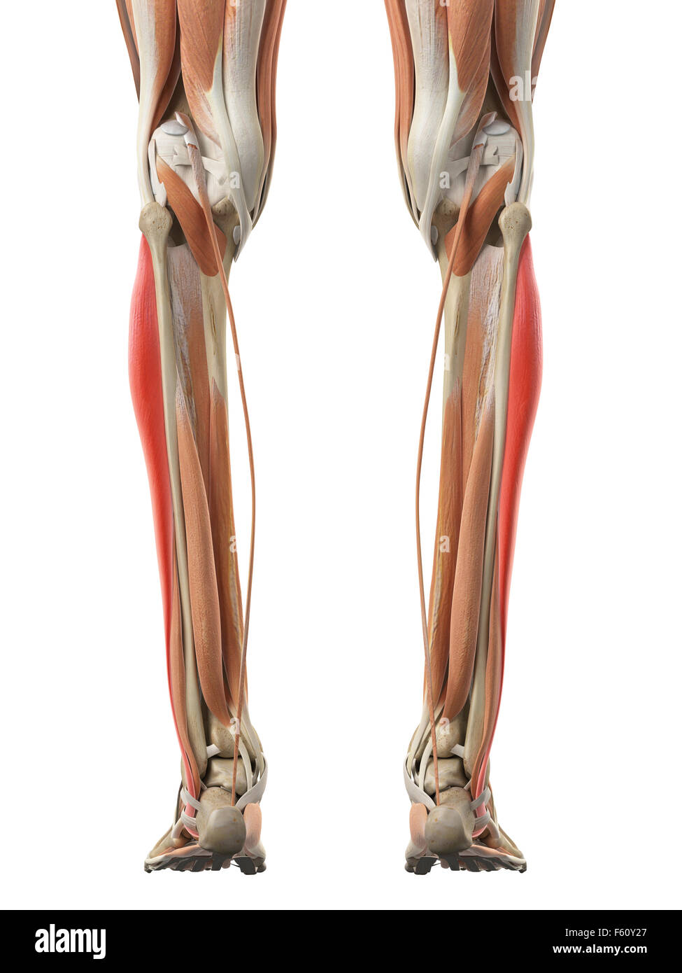 Peroneus longus muskel -Fotos und -Bildmaterial in hoher Auflösung – Alamy