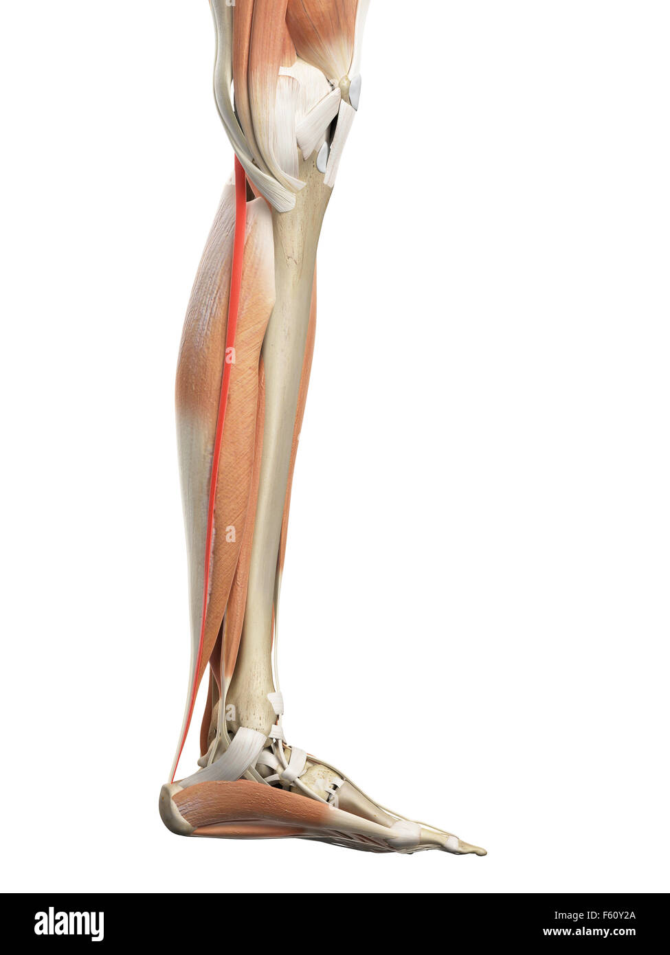 Plantaris muscle -Fotos und -Bildmaterial in hoher Auflösung – Alamy