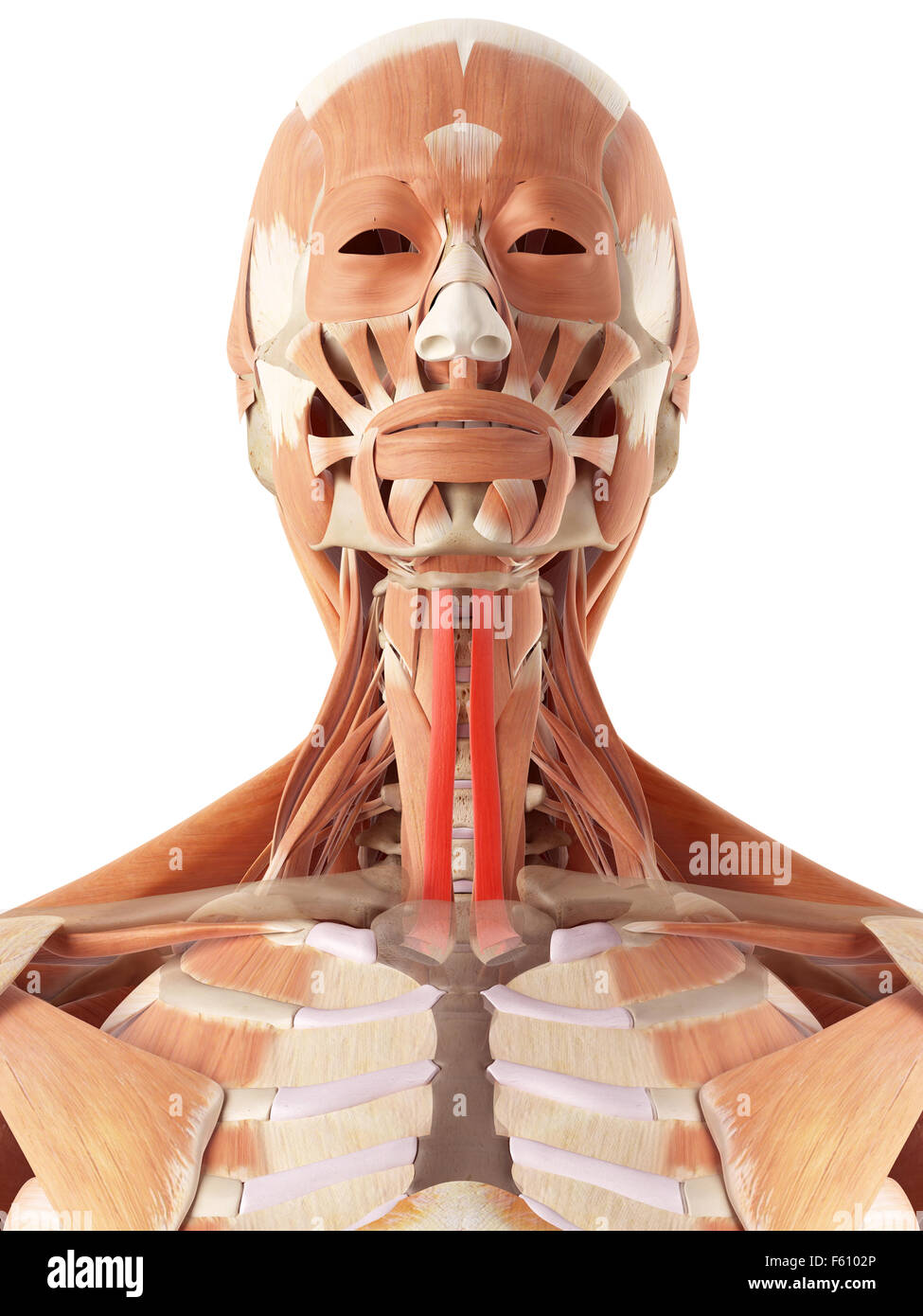 Musculus Sternohyoideus Stockfotos und -bilder Kaufen - Alamy