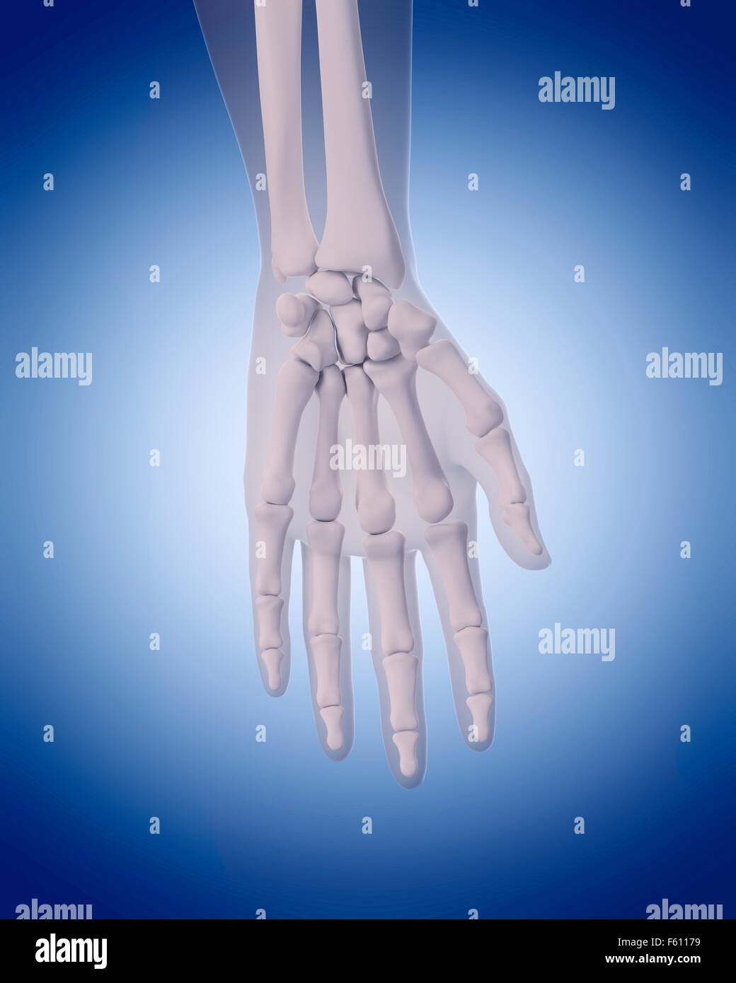 Hand knochen -Fotos und -Bildmaterial in hoher Auflösung – Alamy