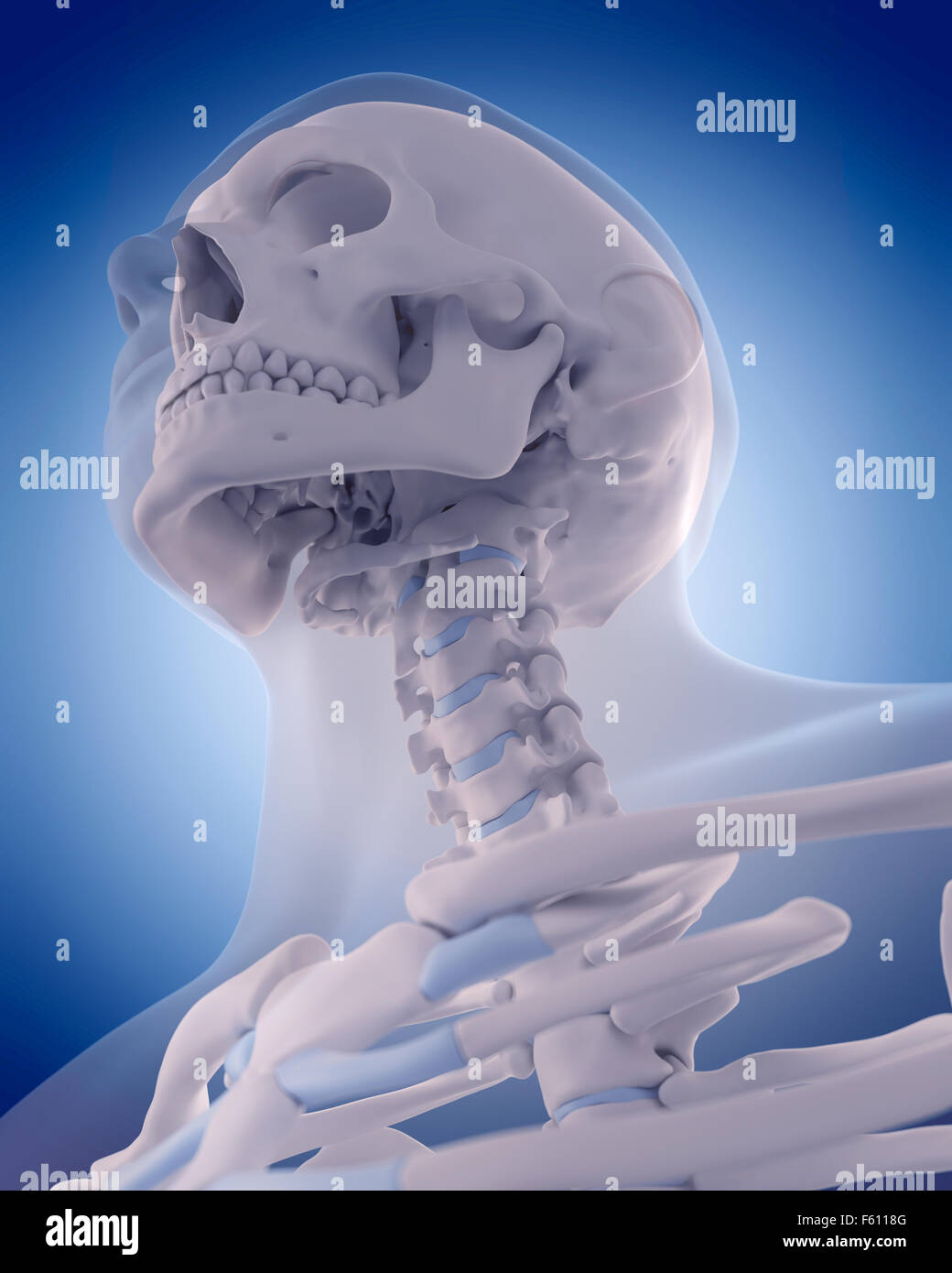 Anatomie Des Menschlichen Nackens Stockfotos und -bilder Kaufen - Alamy