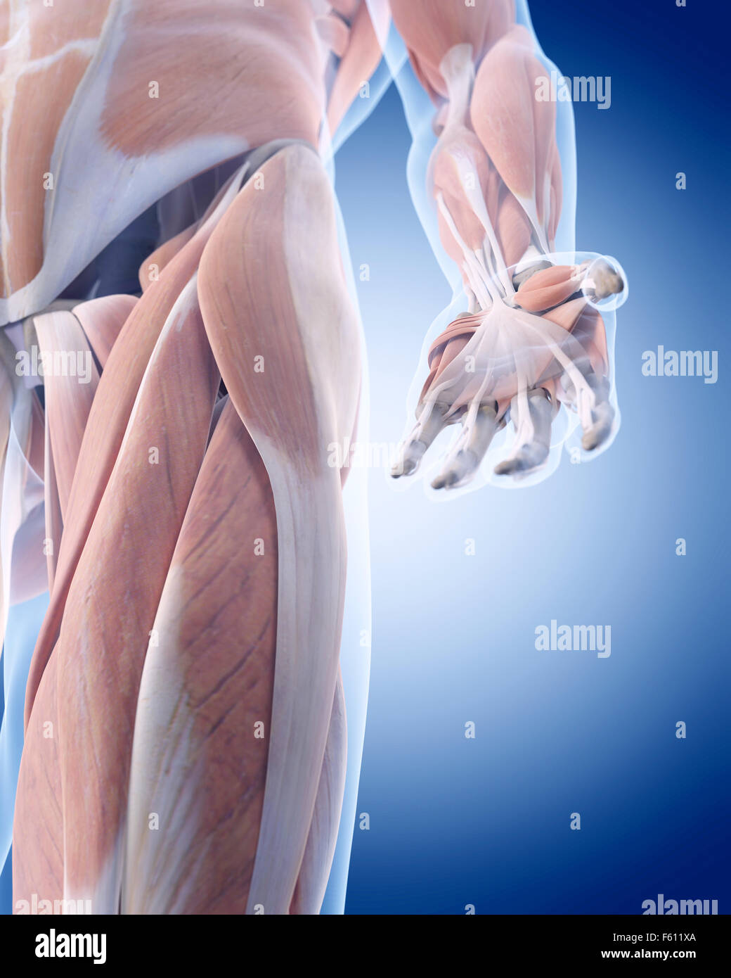 Hand arm anatomie -Fotos und -Bildmaterial in hoher Auflösung – Alamy